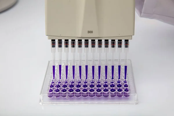 Multi channel pipette loading biological samples in microplate for test ...