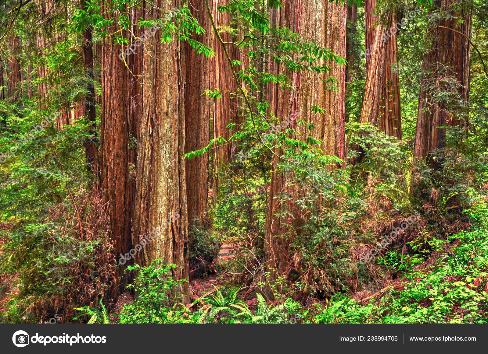 Redwood Tree Forest Redwood National Park Humboldt California — Stock Photo © visionteller ...