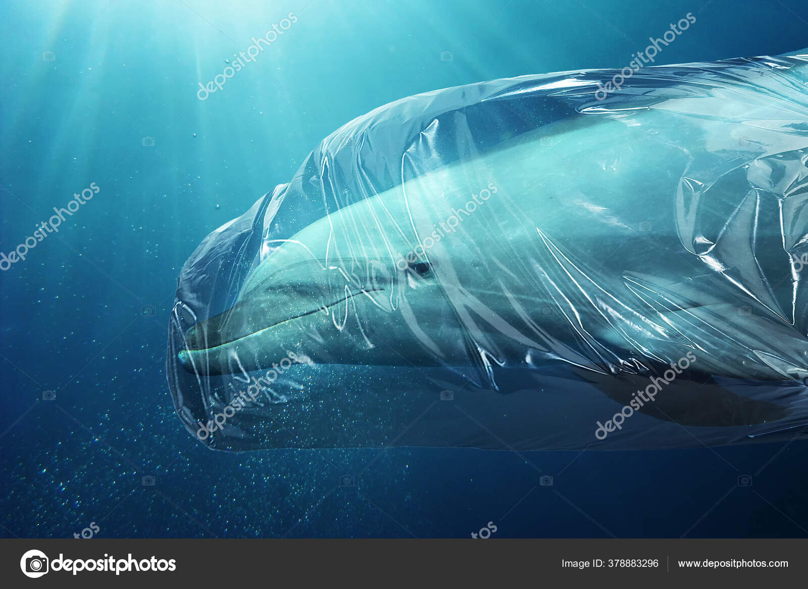 Dolphin Trapped Plastic Bag Pollution Oceans Concept — Stock Photo ...