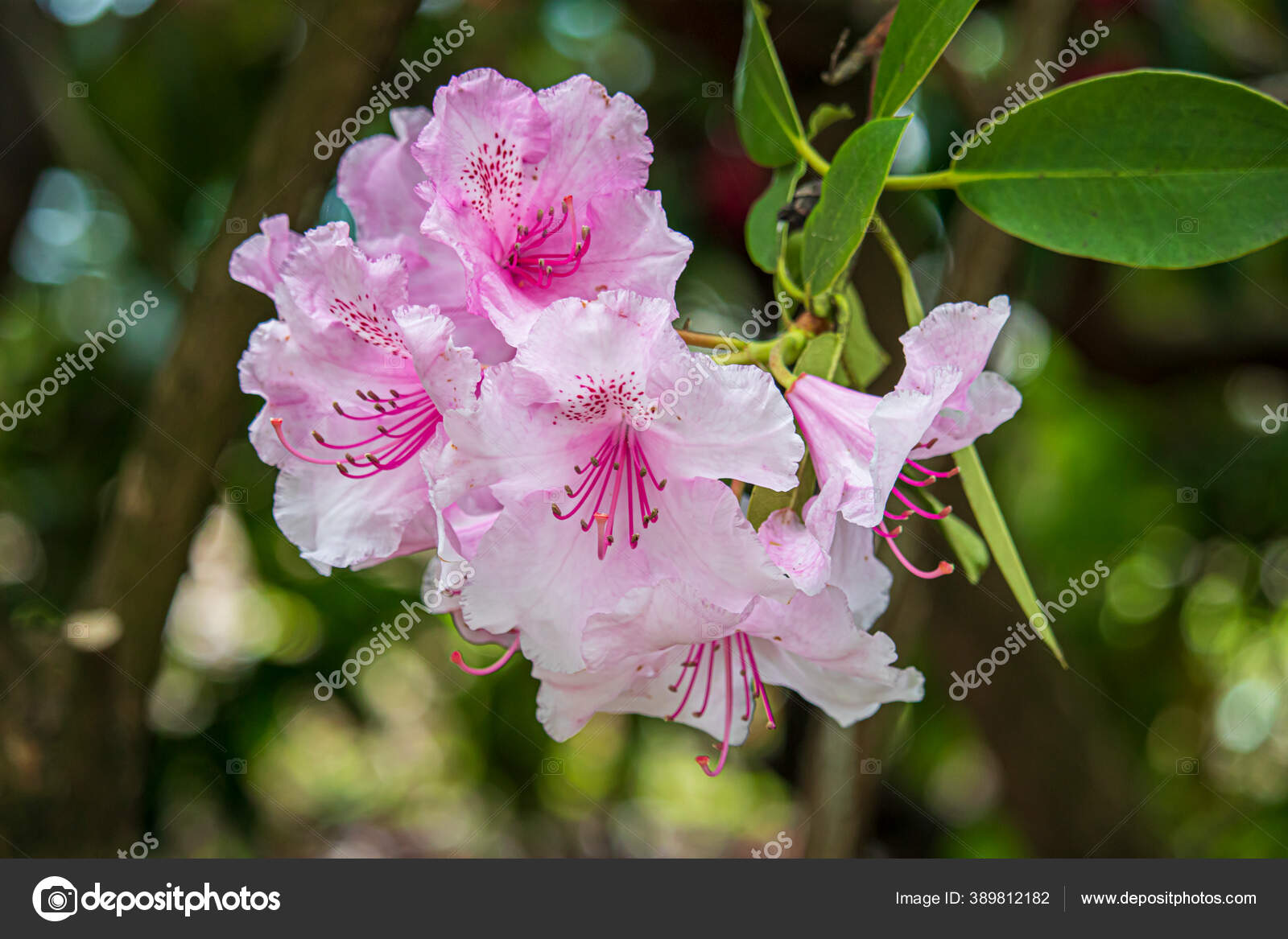 Beautiful Spring Flowers Botanical Garden England — Stock Photo ...
