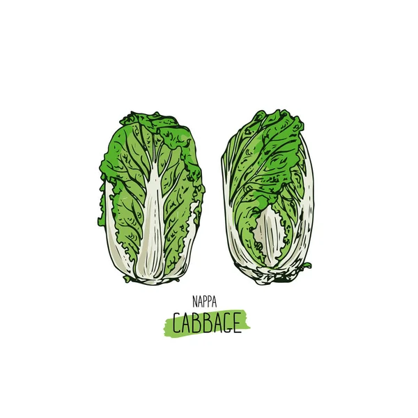 Napa Stock Vectors, Royalty Free Napa Illustrations | Depositphotos®