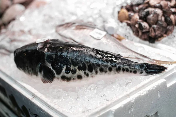 Fresh raw Japanese Fugu Fish (Puffer Fish) on iced at supermarket, Fugu ...