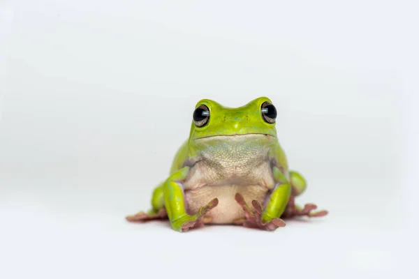 Cute frog Stock Photos, Royalty Free Cute frog Images | Depositphotos