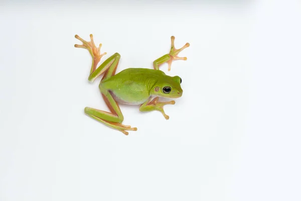 Dumpy Frog on white background - Stock Image - Everypixel