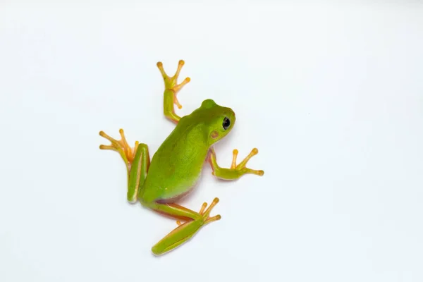 Dumpy Frog White Background Stock Photo by ©bp1181dy.gmail.com 380775236