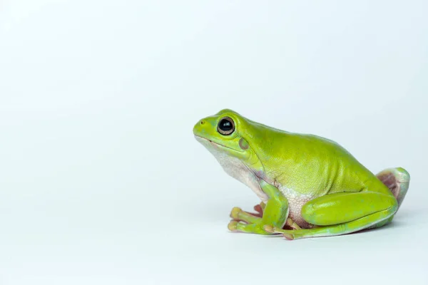 Dumpy Frog White Background Stock Photo by ©bp1181dy.gmail.com 380775236