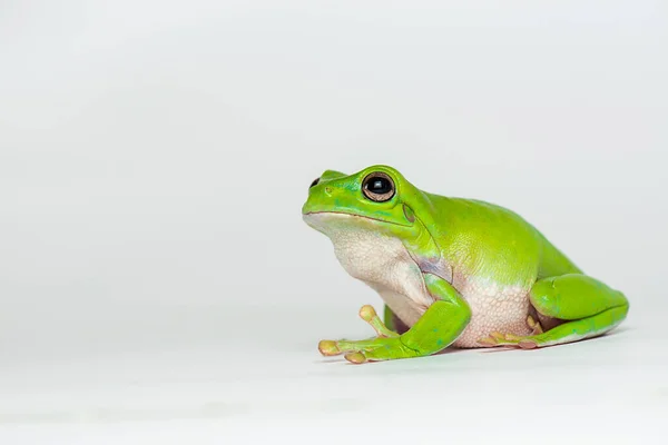Dumpy Frog White Background Stock Photo by ©bp1181dy.gmail.com 380775236