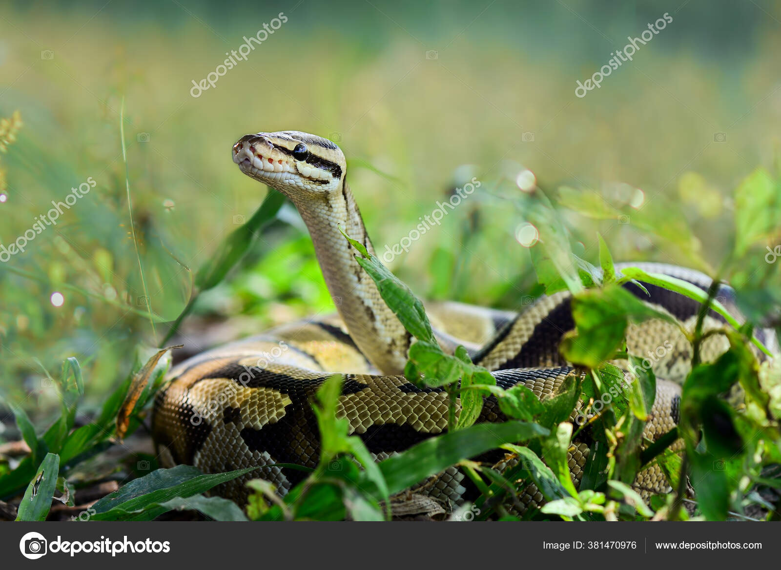 Tropical Forest Snakes