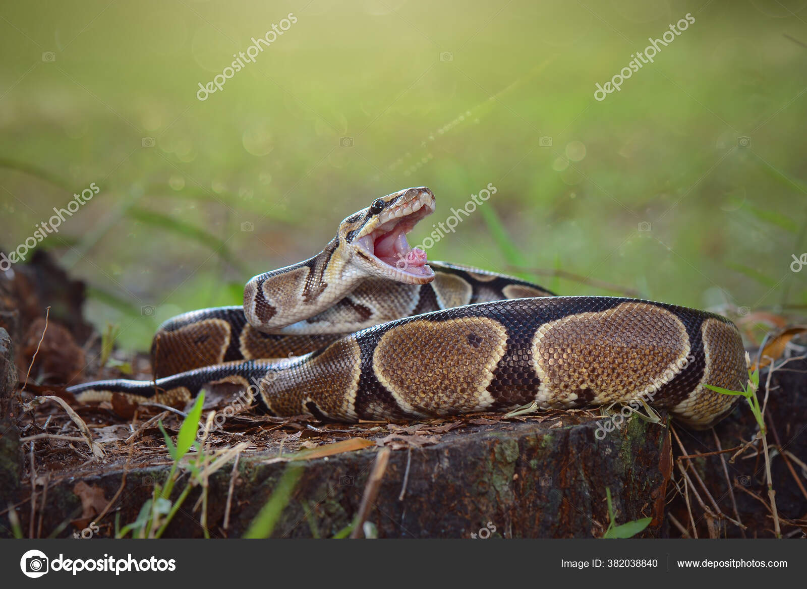 Ball Python Tropical Garden — Stock Photo © bp1181dy.gmail.com #382038840