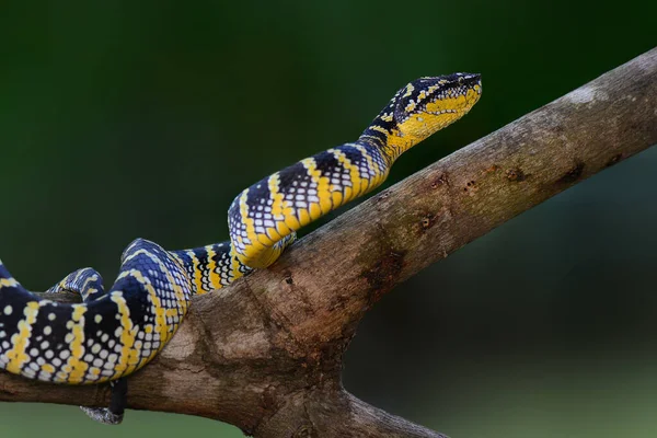 Poisonous reptiles Stock Photos, Royalty Free Poisonous reptiles Images ...