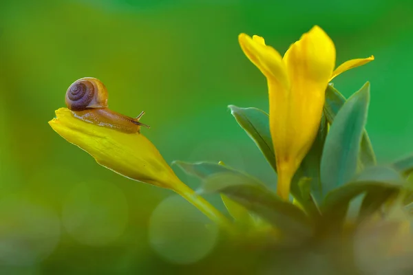 Colorful snail Stock Photos, Royalty Free Colorful snail Images ...