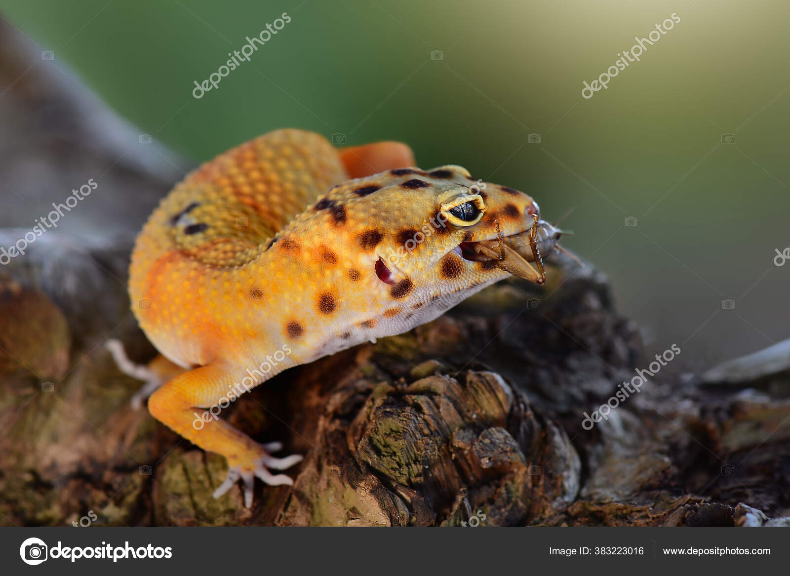 Leopard Gecko Tree Branch Tropical Garden — Stock Photo © bp1181dy ...