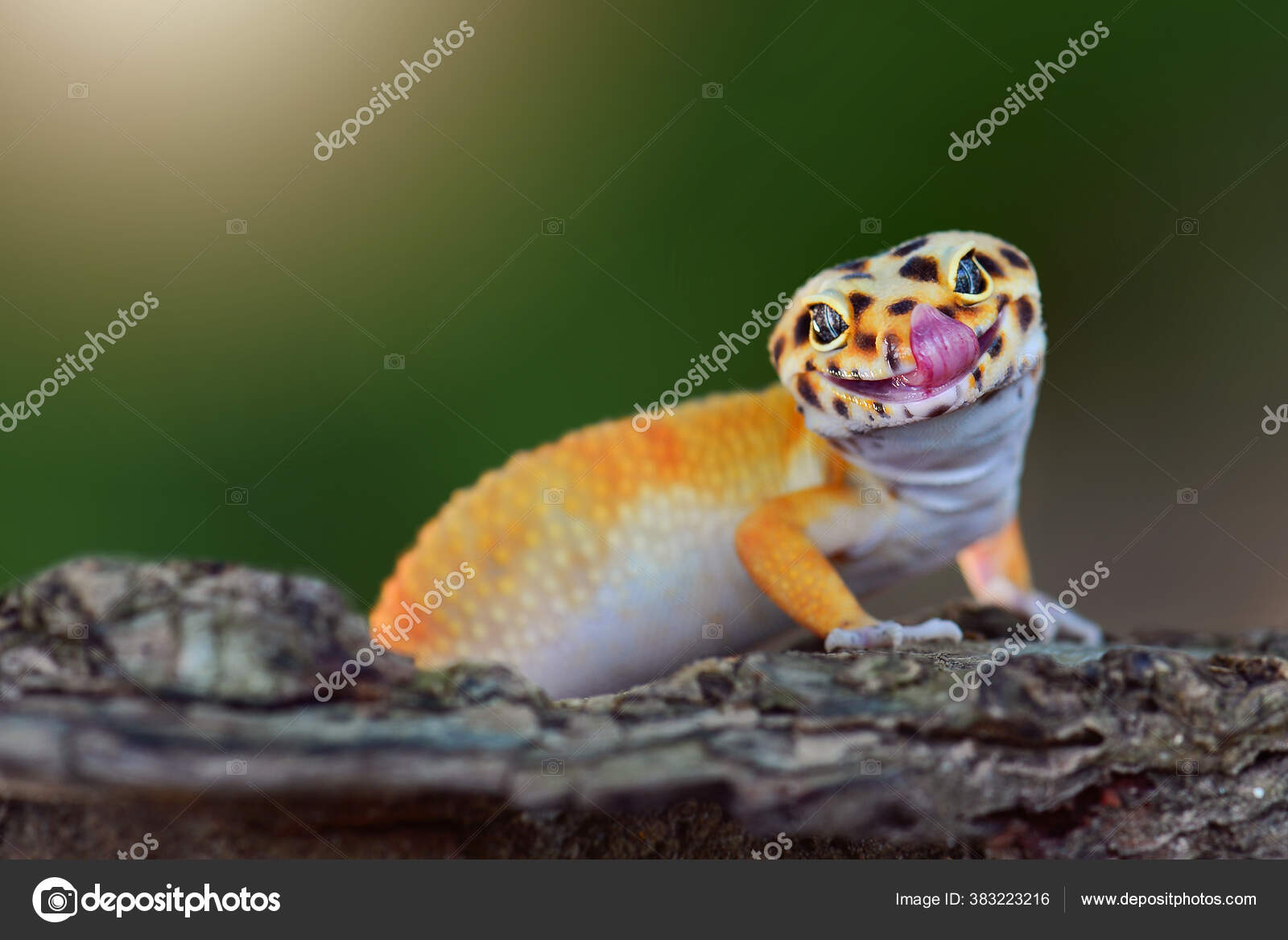 Leopard Gecko Tree Branch Tropical Garden — Stock Photo © bp1181dy ...
