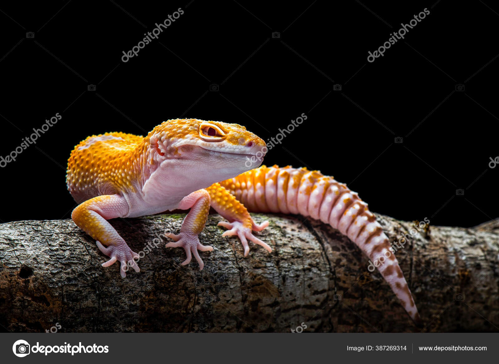 Leopard Gecko Sunglow
