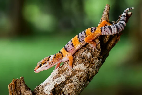 Texas banded gecko Stock Photos, Royalty Free Texas banded gecko Images ...