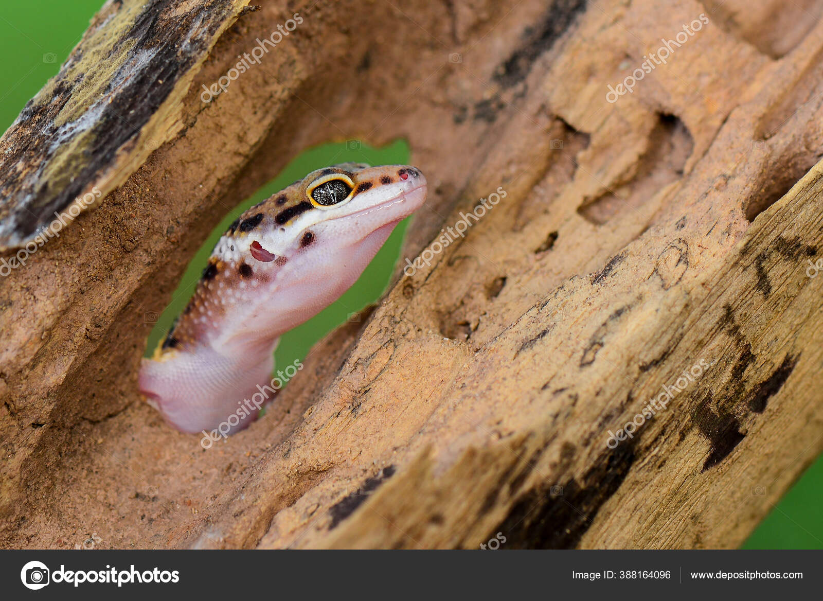 Leopard Geckos Smile Twigs Tropical Forest — Stock Photo © bp1181dy ...