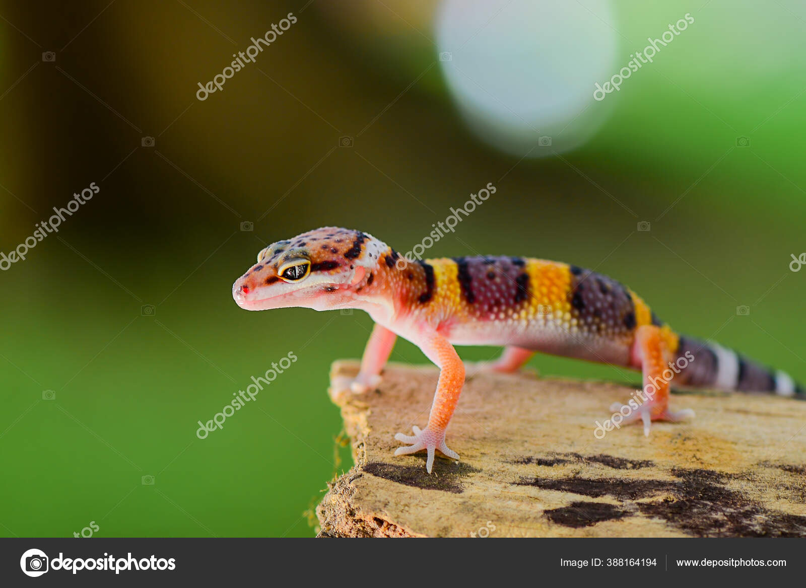 Smiling Gecko Wallpaper Leopard Geckos Smile Twigs Tropical Forest