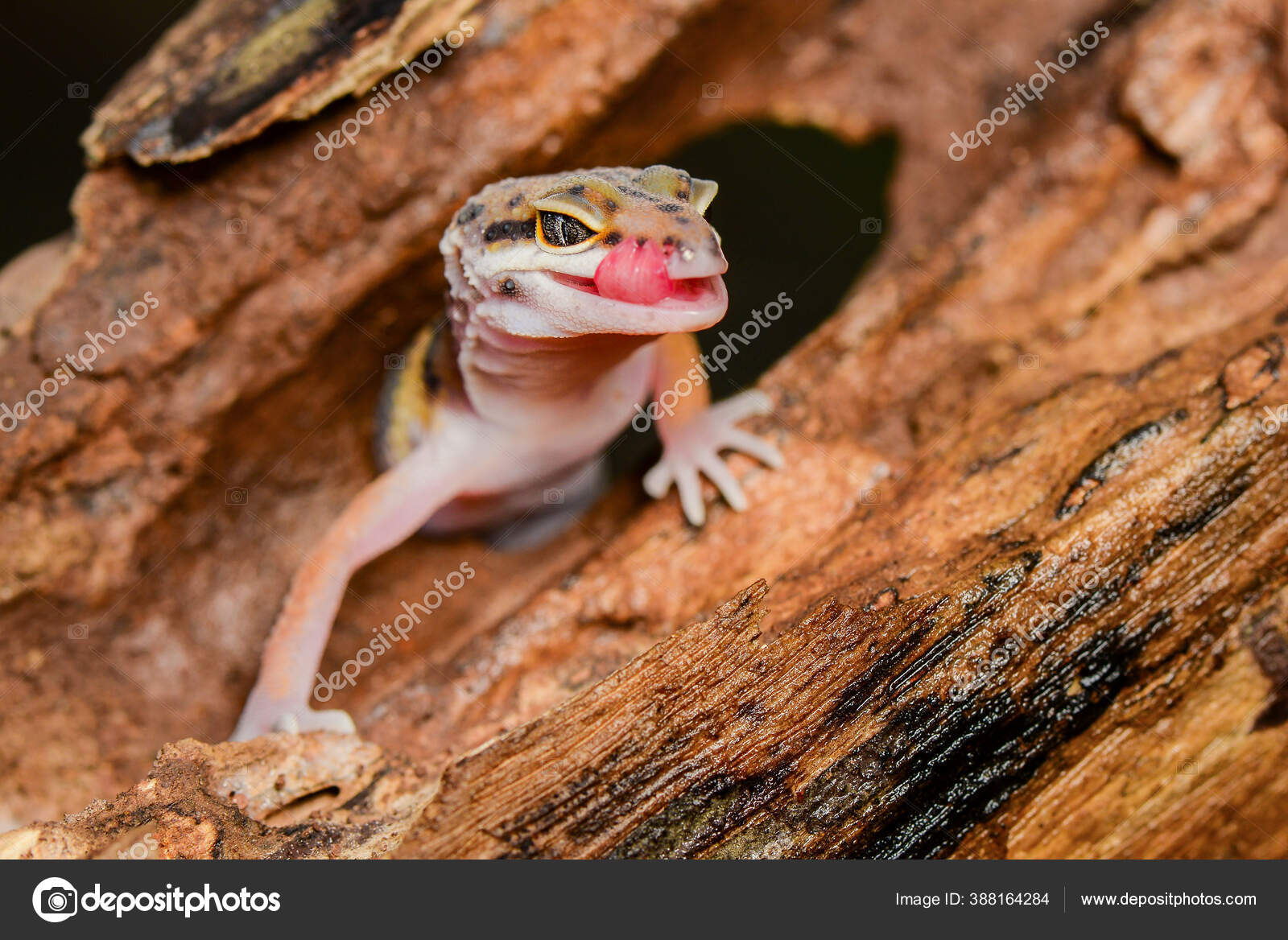 Leopard Gecko Smile