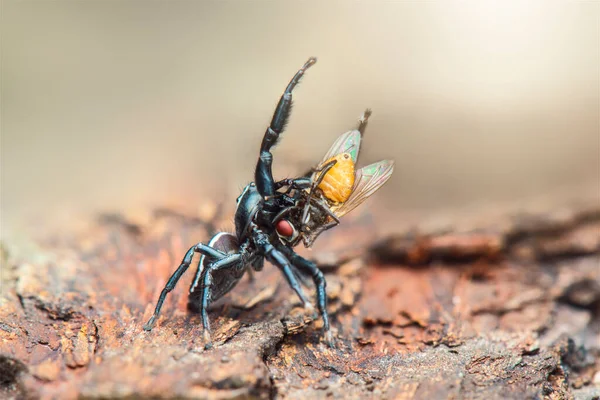 Armored insects Stock Photos, Royalty Free Armored insects Images ...