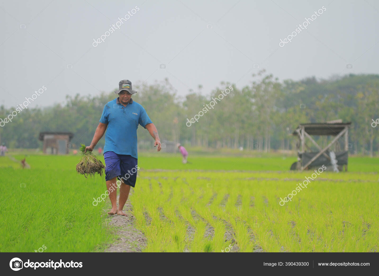Farmer Carrying Rice Seeds Planted Purworejo Indonesia 2018 – Stock ...