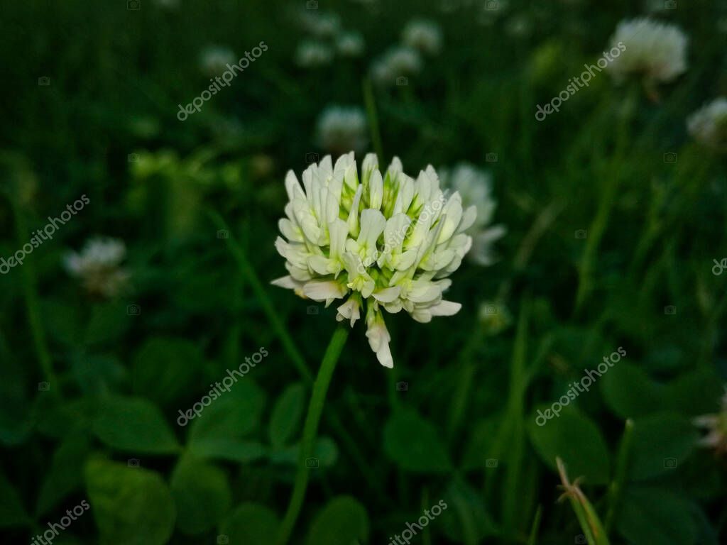 Flor blanca de trébol sobre un fondo de prado verde de cerca. Trébol ...
