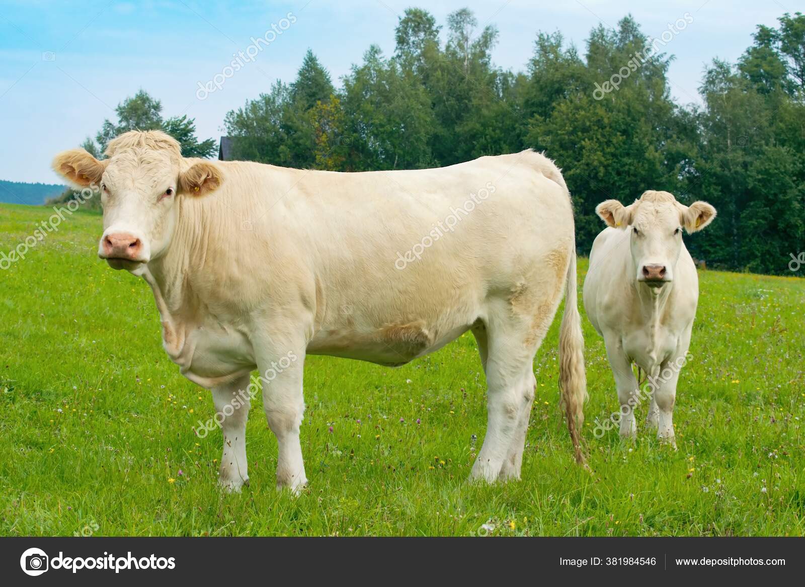 Charolais Vaca Raza Francesa Dos Novillas Pasto: fotografía de stock ...
