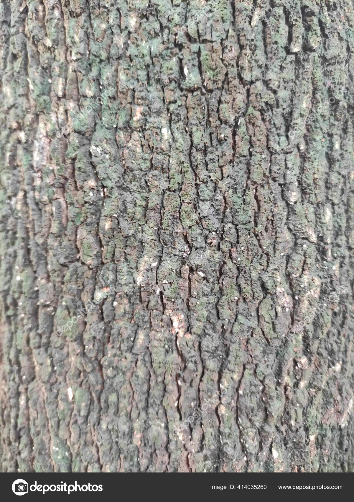 Bark Outermost Layers Stems Roots Woody Plants Plants Bark Include ...