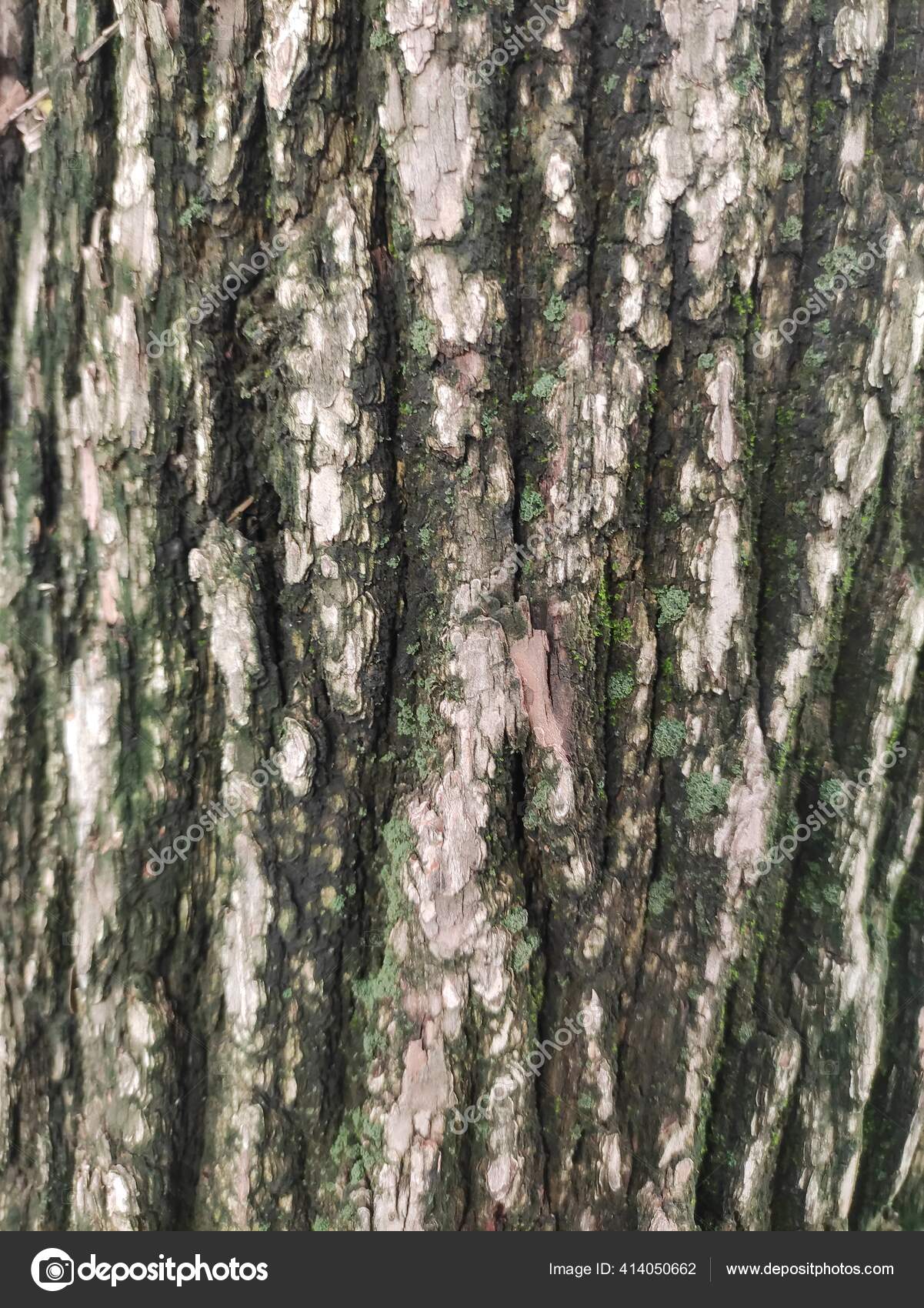 Bark Outermost Layers Stems Roots Woody Plants Plants Bark Include ...
