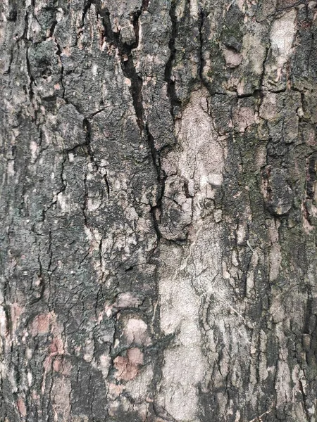 Bark Outermost Layers Stems Roots Woody Plants Plants Bark Include ...