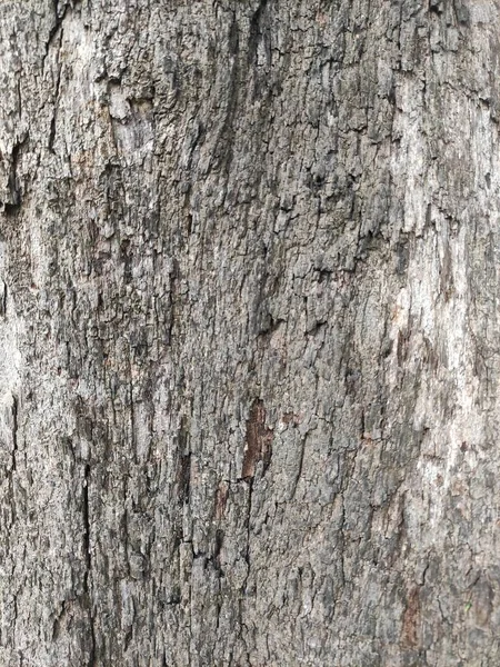 Bark Outermost Layers Stems Roots Woody Plants Plants Bark Include ...