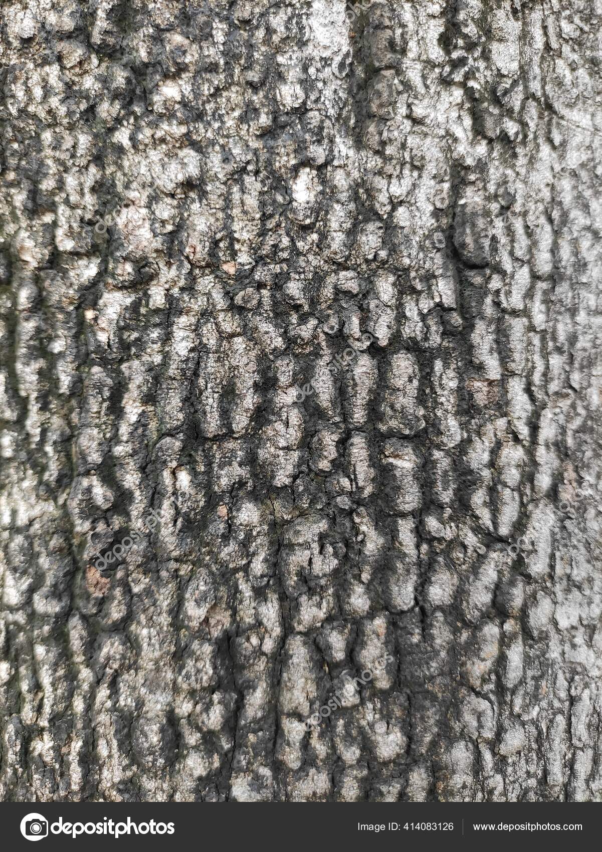 Bark Outermost Layers Stems Roots Woody Plants Plants Bark Include ...