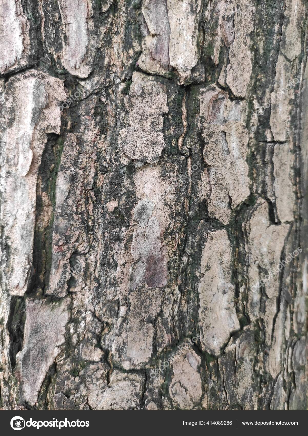Bark Outermost Layers Stems Roots Woody Plants Plants Bark Include ...