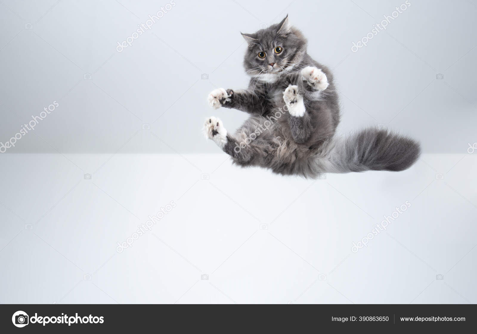 Maine coon cat flying in the air — Stock Photo © FurryFritz #390863650