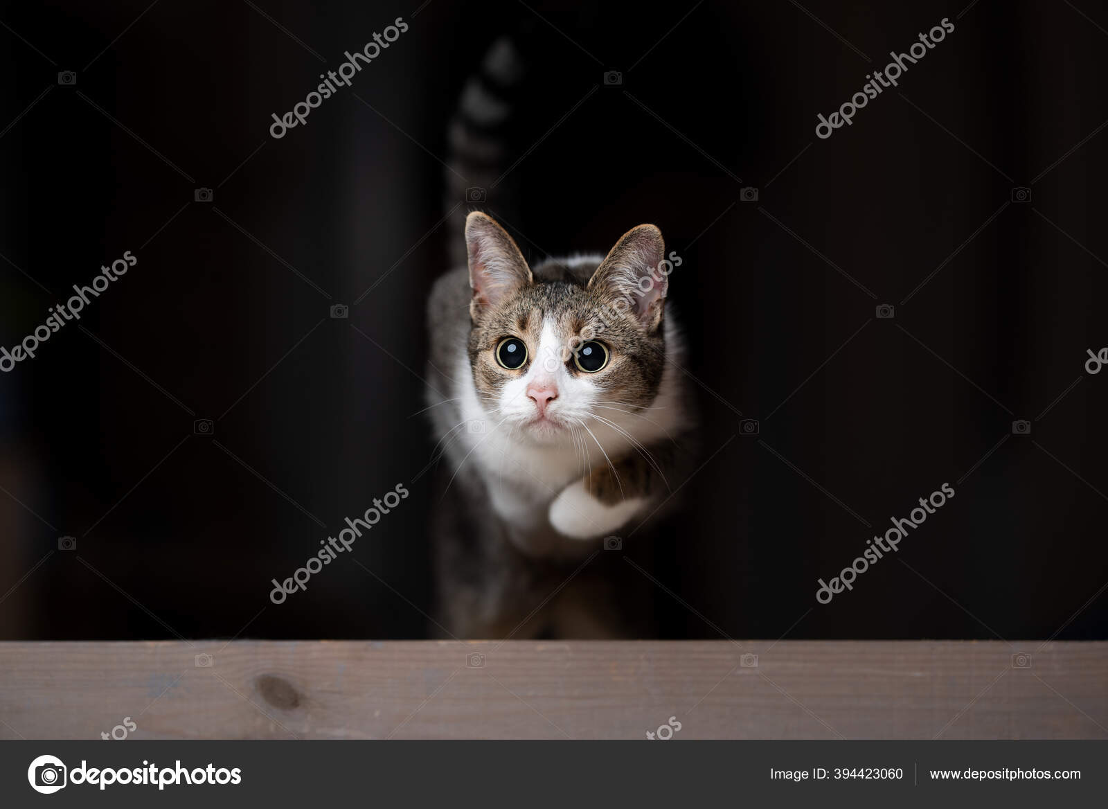 Cat Pouncing Towards Camera