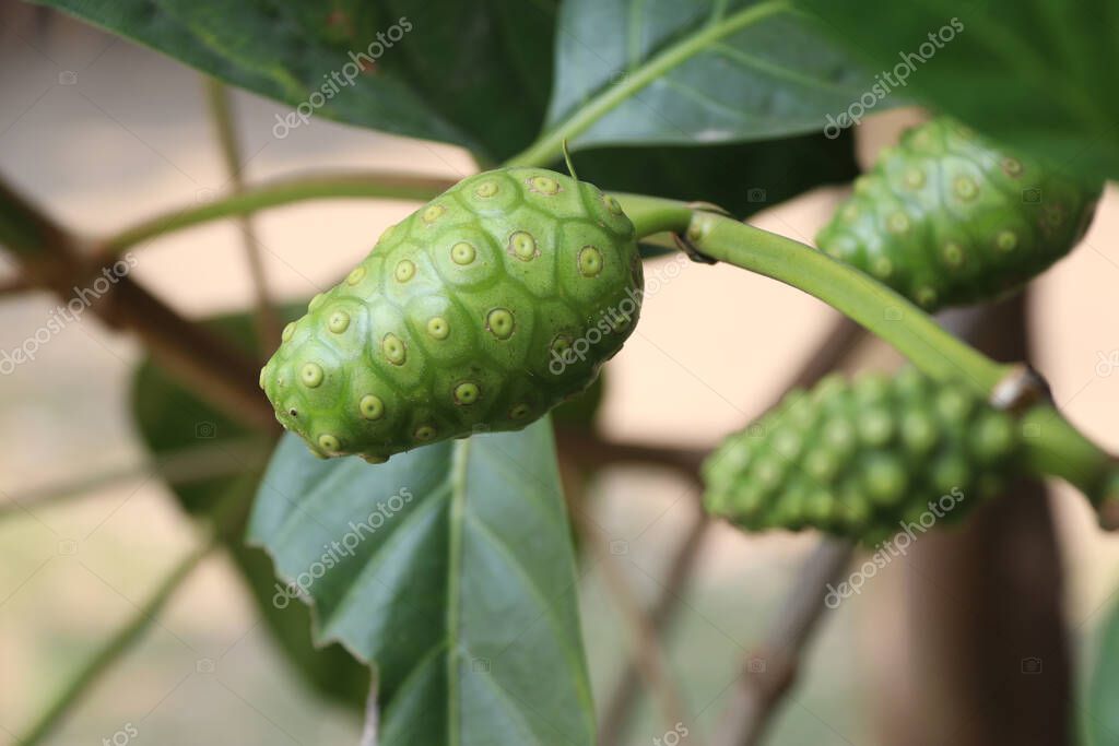 Fruto de Noni o Morinda citrifolia en el árbol. Noni a veces se llama ...