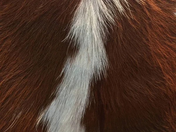 Cow tail Stock Photos, Royalty Free Cow tail Images | Depositphotos