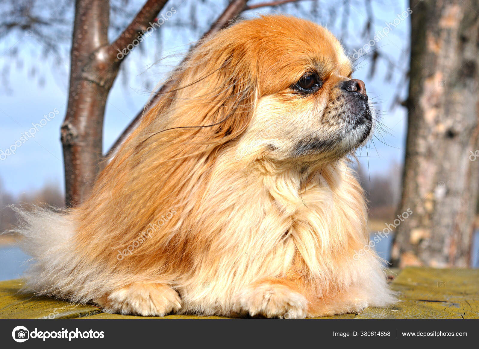 Can A Japanese Chin And A Pekingese Be Friends