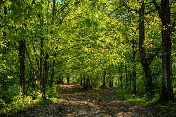 Beautiful scenery of mountains and forests. Rest outside the city ...
