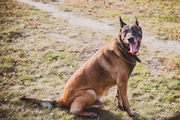 Belgian Shepherd Malinois breed. Senior dog at walk. Life of pets ...