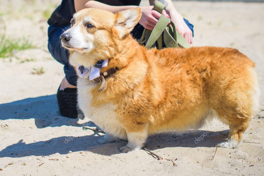Perro de oro de la raza Corgi para un paseo por el campo alrededor del ...