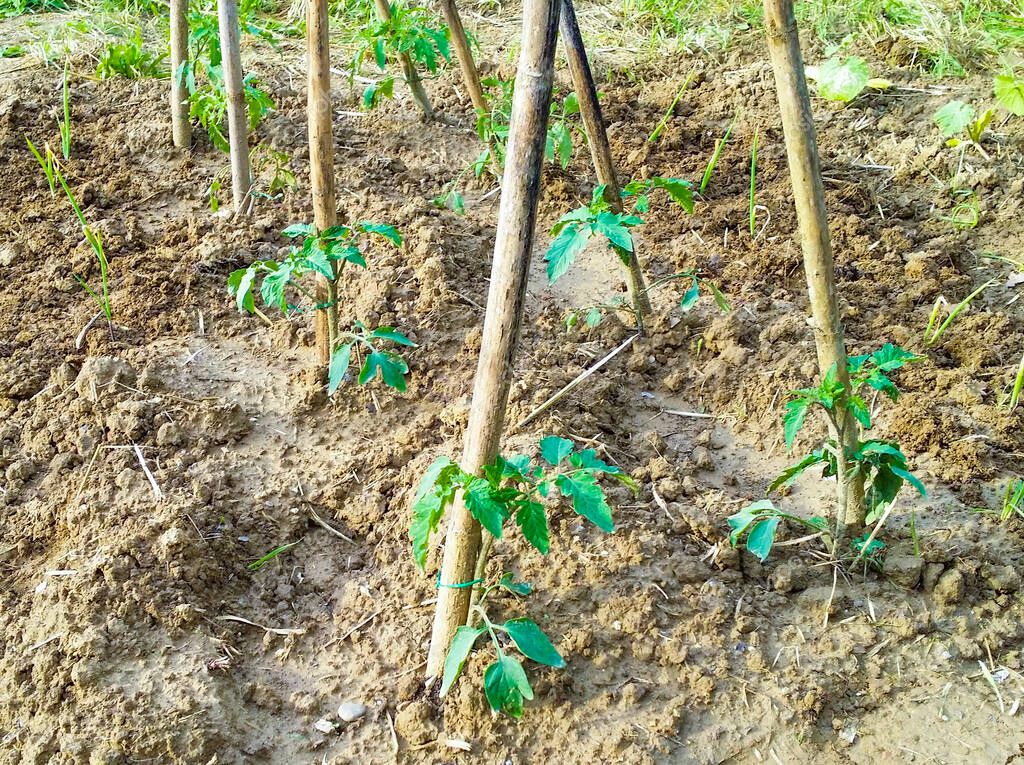 plantas de tomate en su jard n casero para la agricultura sostenible, saludable y sabrosa a cero ...