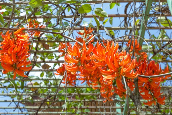 Plante feu mexicaine Stock Photos, Royalty Free Plante feu mexicaine ...