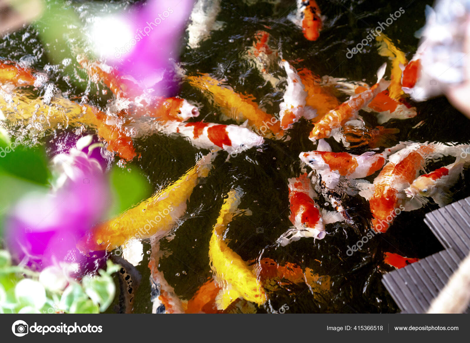 Fancy Carp Pond — Stock Photo © warat42 #415366518