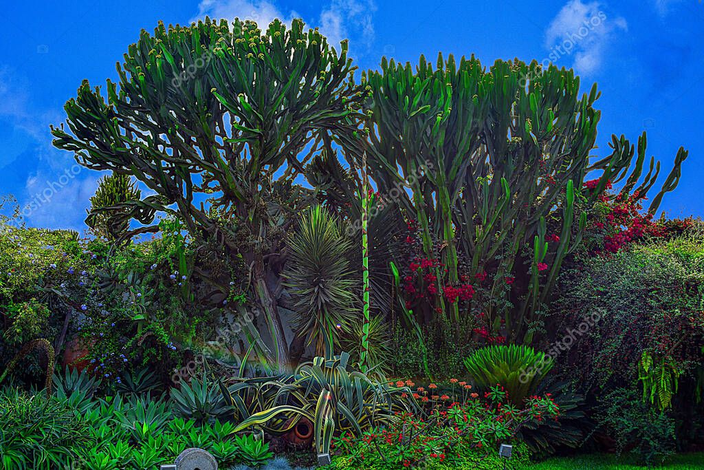 Cactus peruanos en la ciudad de LimaEchinopsis peruviana el cactus de ...