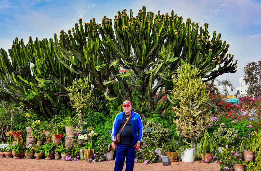 Cactus peruanos en la ciudad de LimaEchinopsis peruviana el cactus de ...