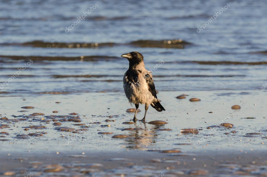 Aves y medusas - Cuervo en la orilla del mar 2024