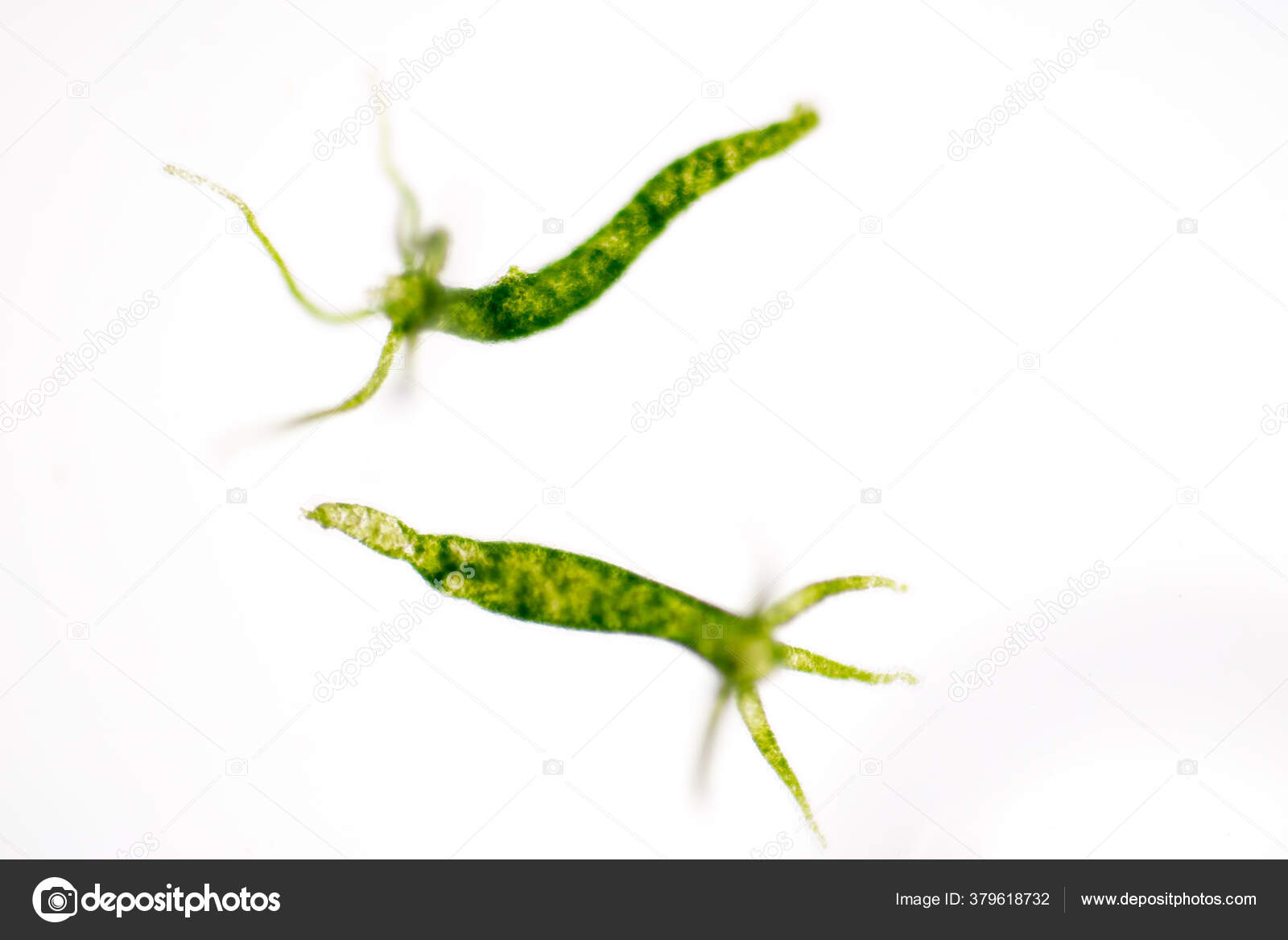 Phylum Cnidaria Hydra