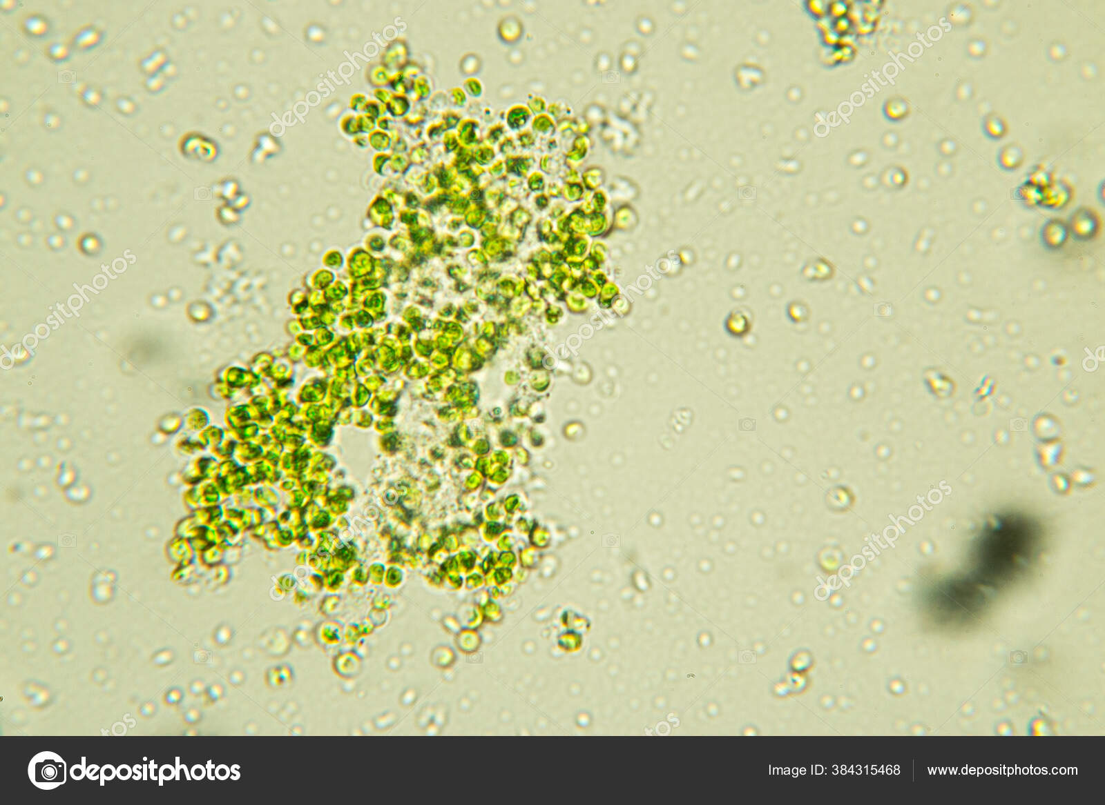 Chlorella Microscope