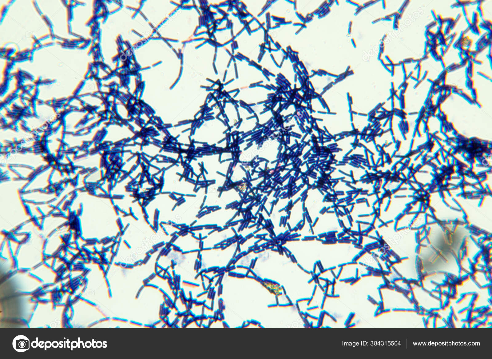 Bacillus Genus Gram Positive Rod Shaped Bacteria Member Phylum ...