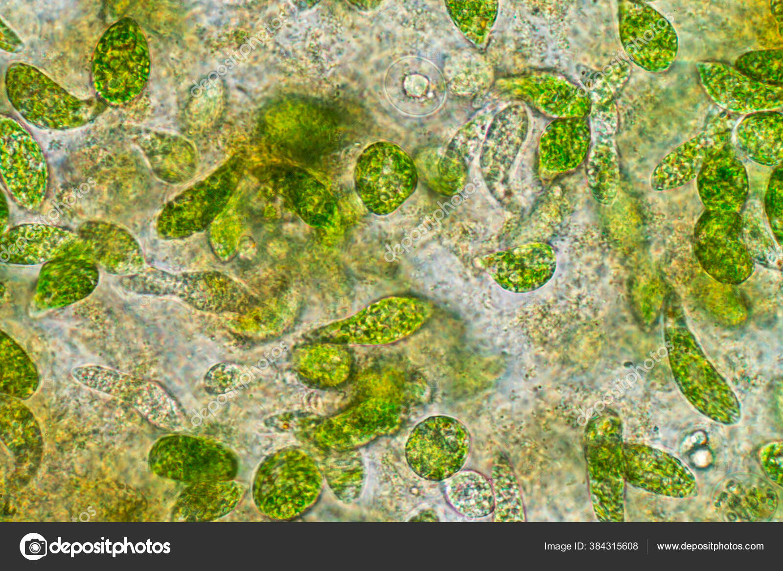 Images Of Protista